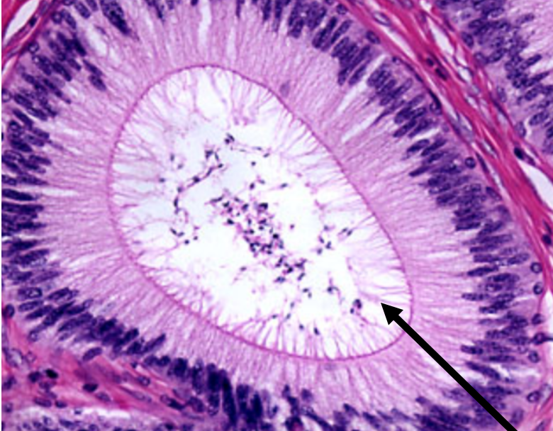 Anatomy Exam 2 – 2018