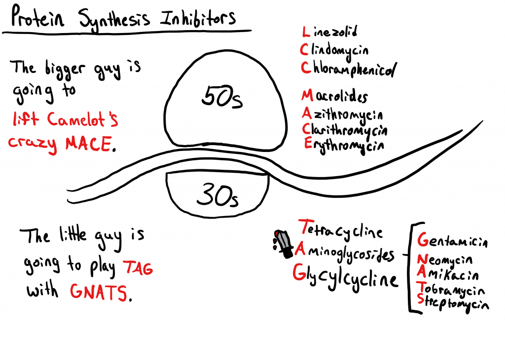 Protein Synthesis Inhibitors